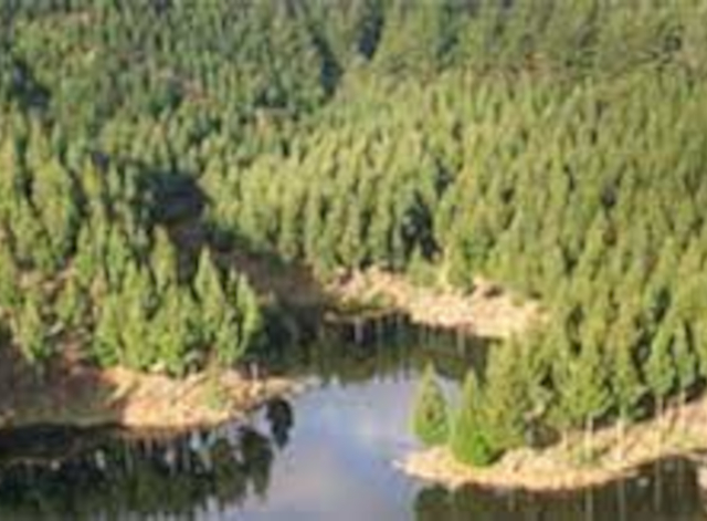 Hikurangi Forest Consent Applications and Ongoing Monitoring - Argo ...